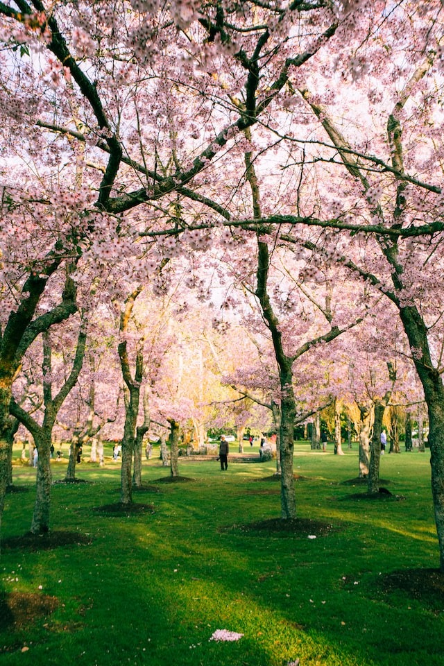The Nation’s Greatest Springtime Celebration - Modern At Art Place